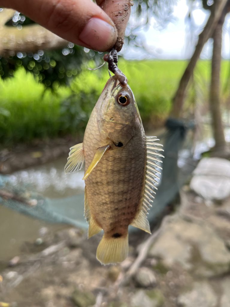 Ikan,Puyu,|,Anabas,Testudineus,Species,Of,Amphibious,Freshwater,Fish ...