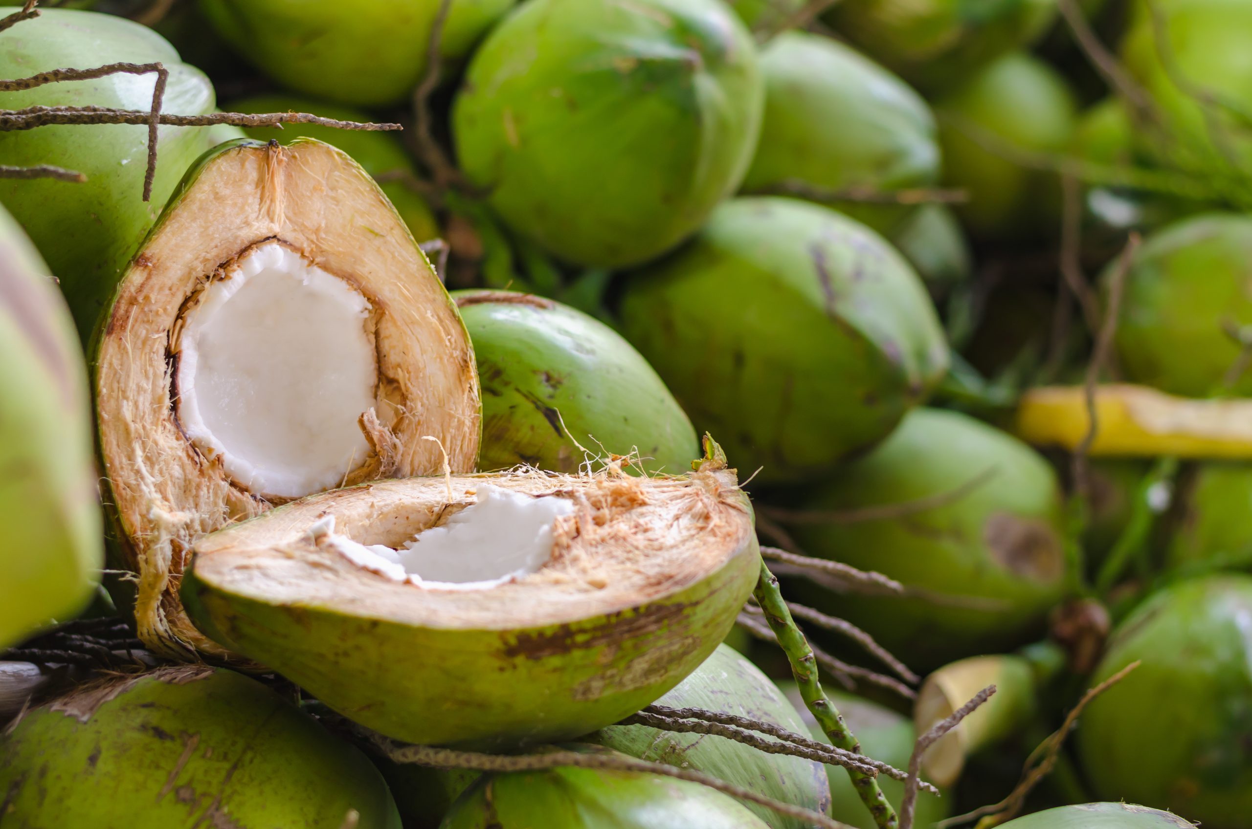 Coconut,Divided,In,Half,On,A,Heap,Of,Coconuts.,Selective – INTI ...
