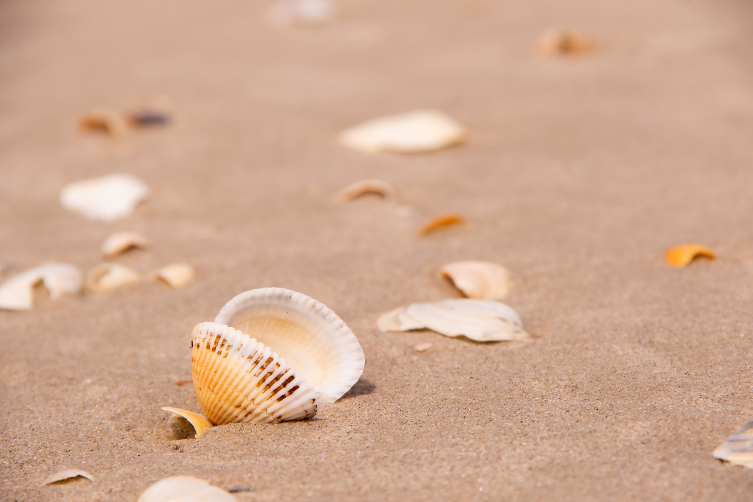 Shells,On,A,Beach,Sand – INTI International University & Colleges